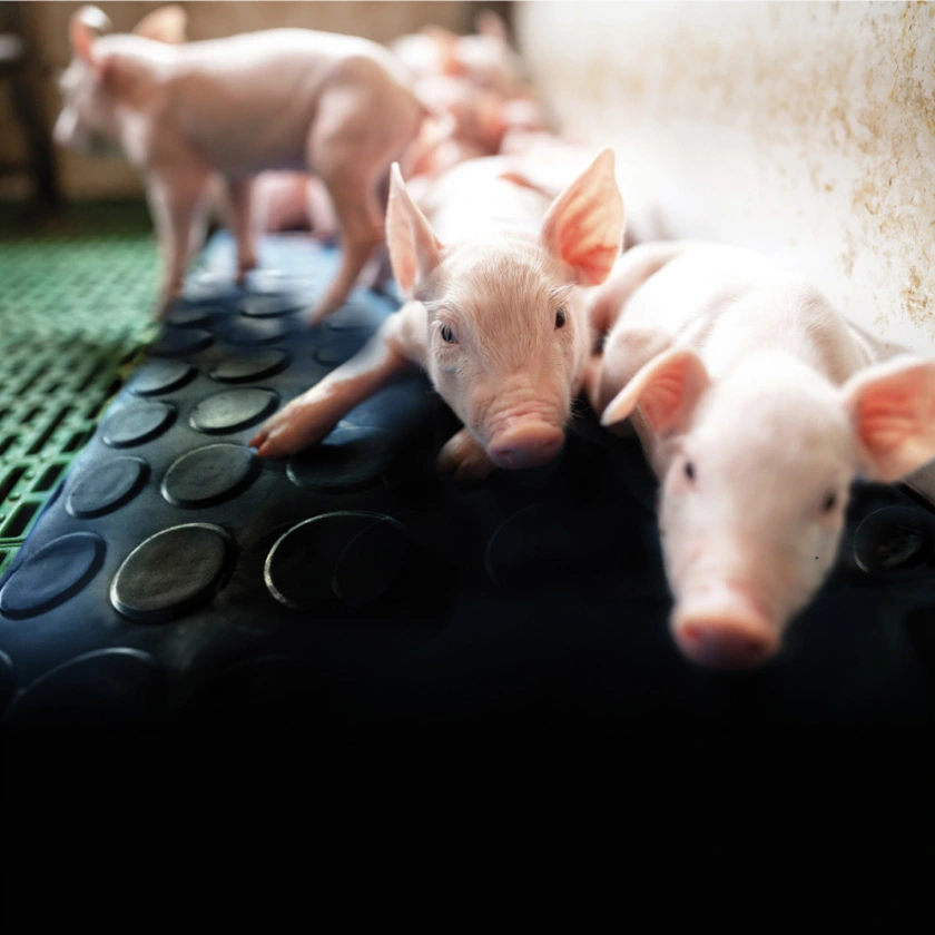 Piglets - RubberFlex